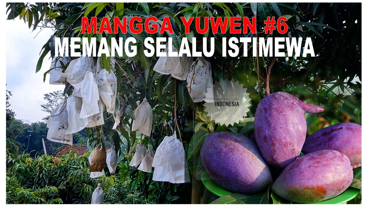 MANGGA YUWEN #6 MEMANG SELALU ISTIMEWA - YouTube