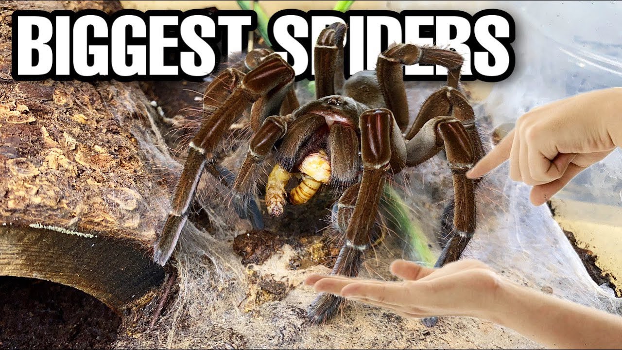 Goliath Birdeater Tarantula Bite What Is The Biggest Spider In The