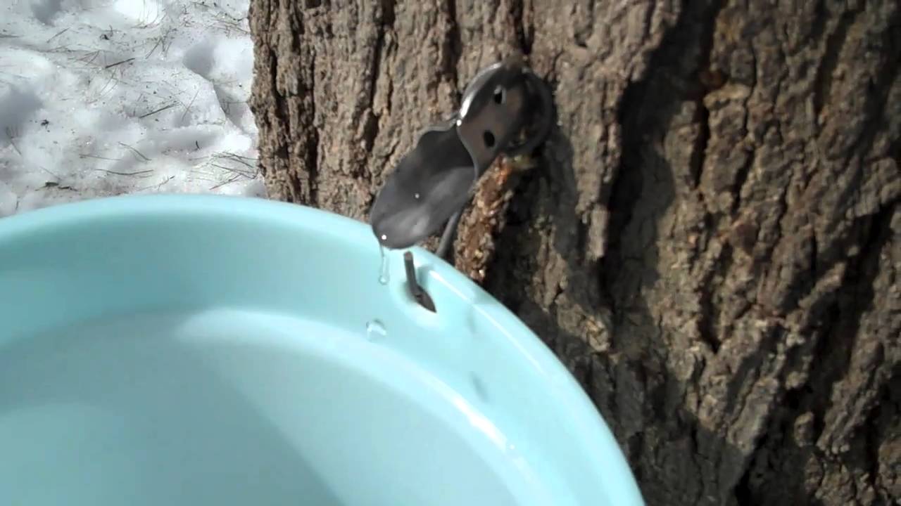 sap is running - March 2011.MP4 - YouTube