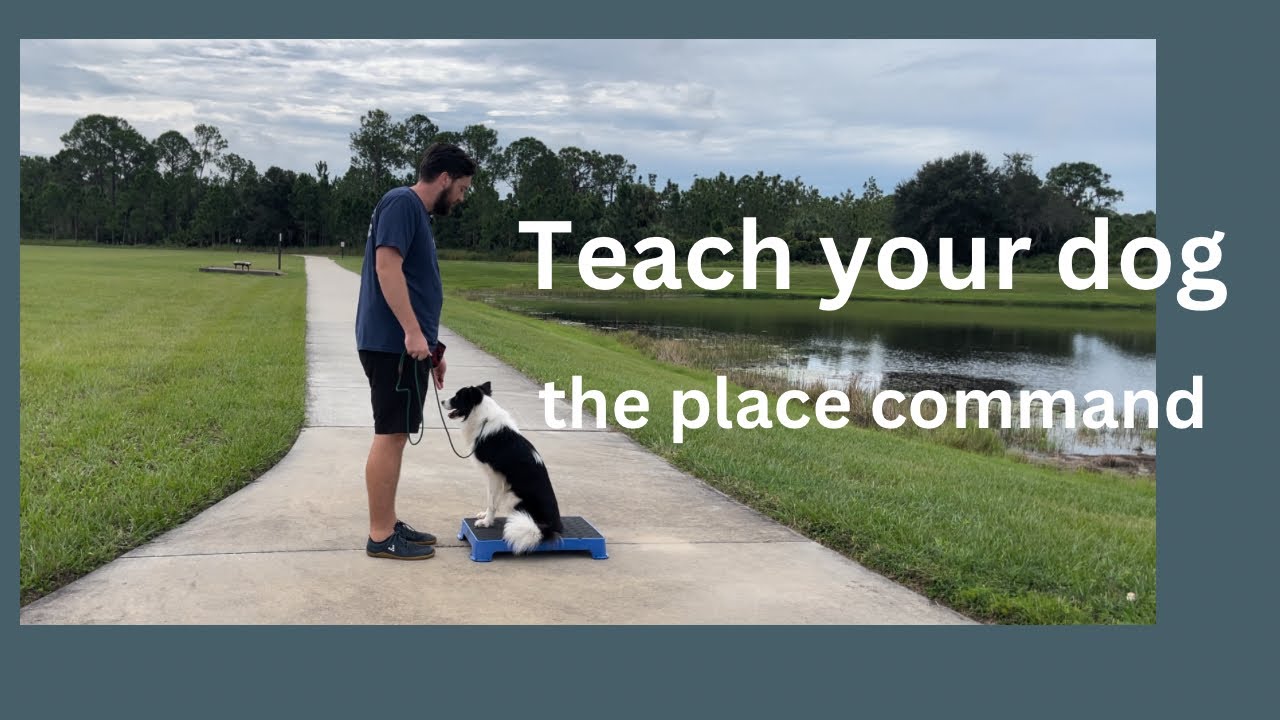 How to teach your dog the place command - YouTube