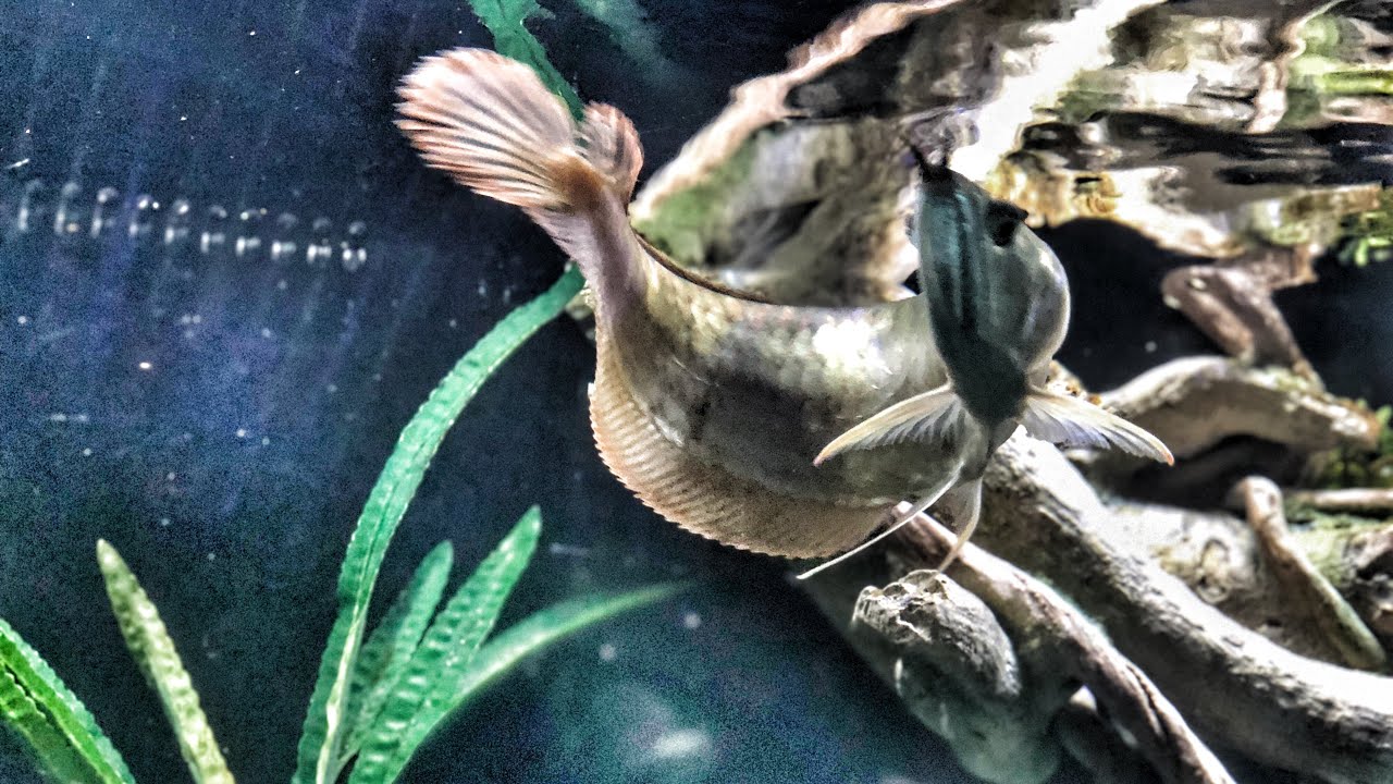 Savage Silver Arowana Eats Live Tiger Salamander - YouTube