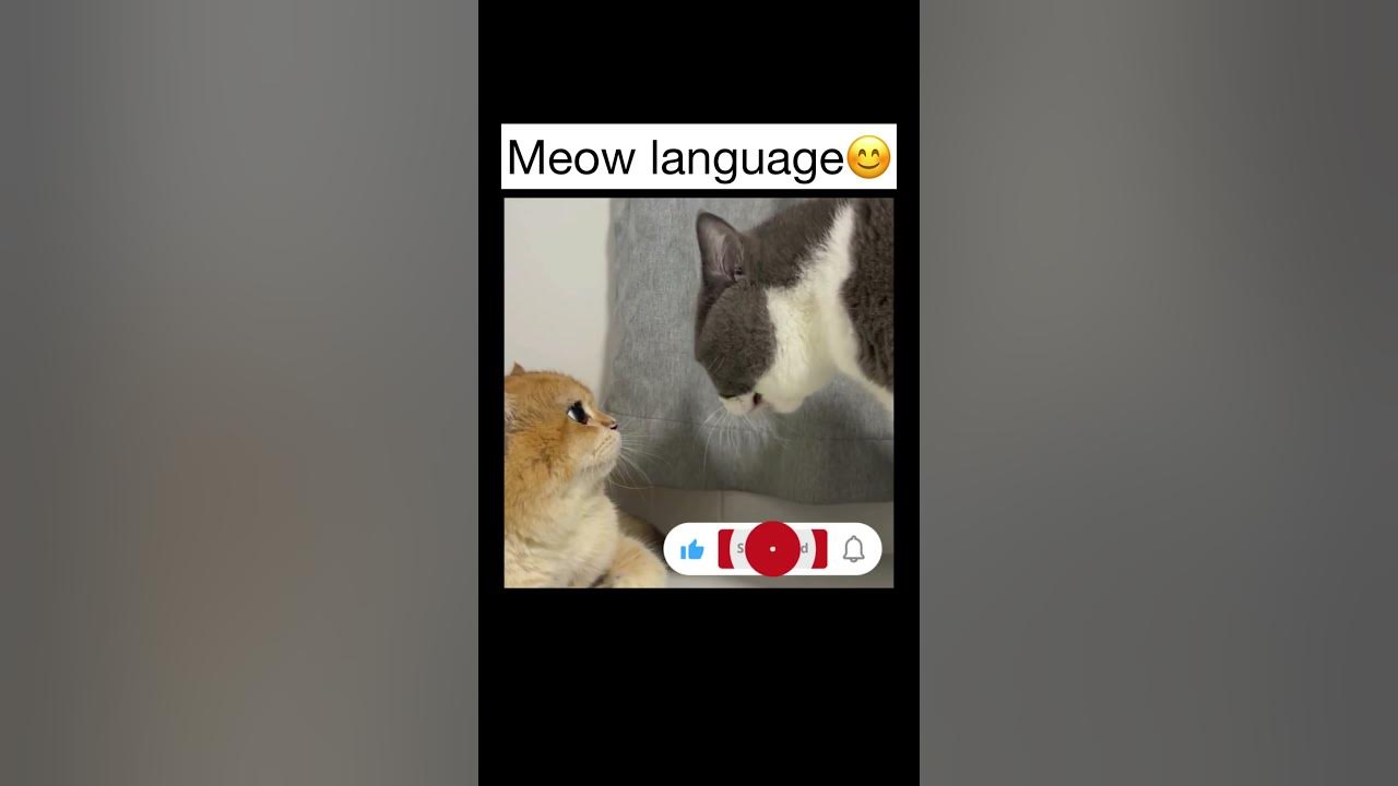 Meow language😊 #catshorts #cute #meow #viralshort - YouTube