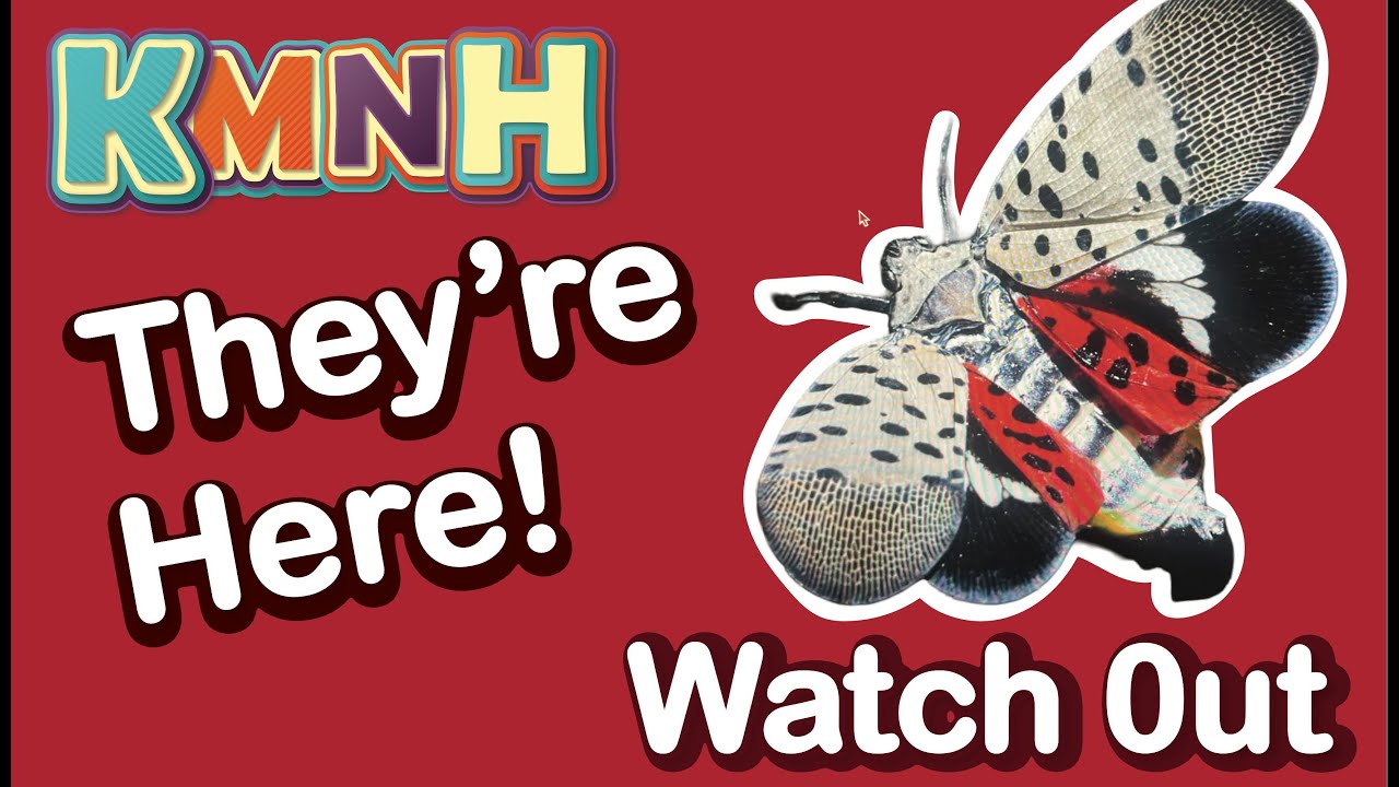 Invasion alert: the Spotted Lanternfly is in our neighborhood! This and ...