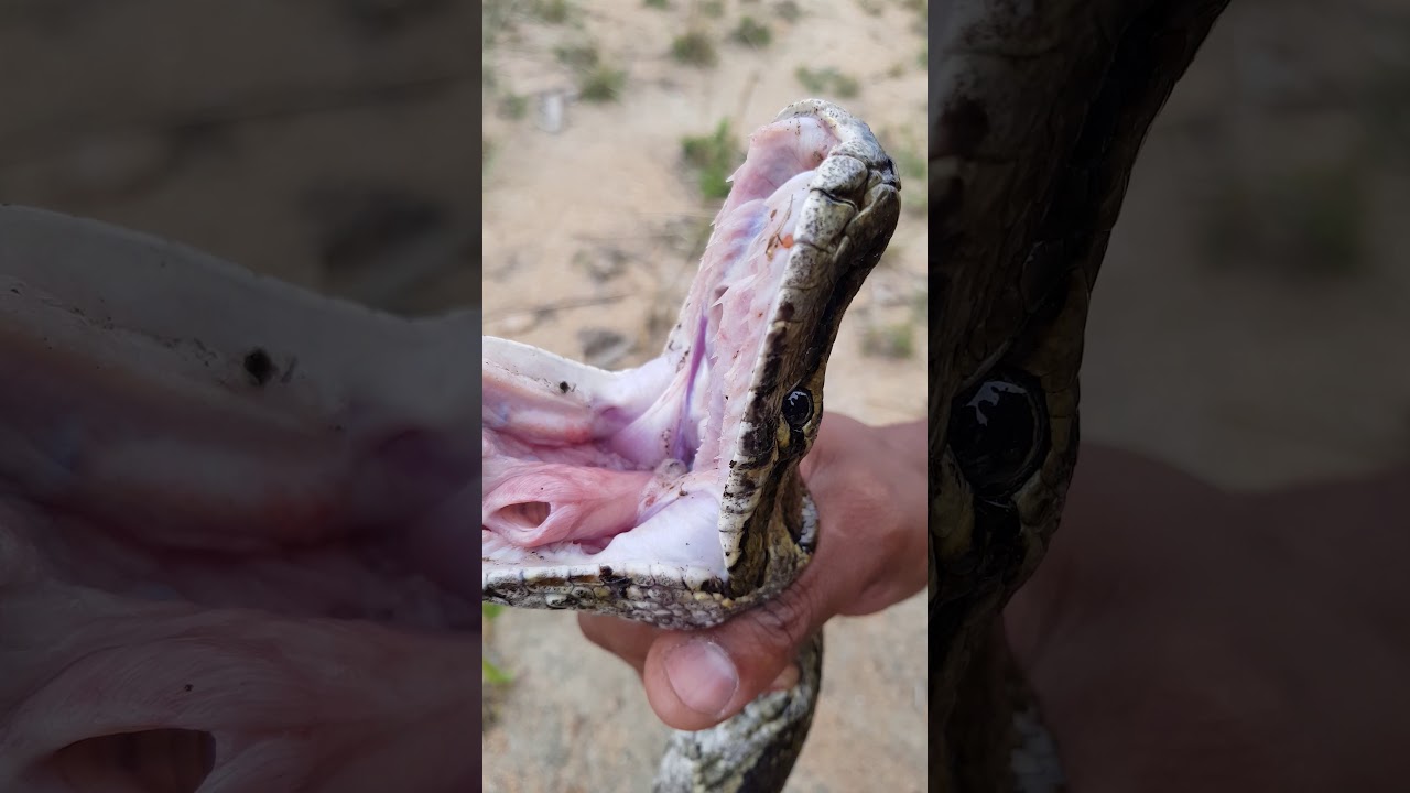 African Rock Python Teeth - YouTube