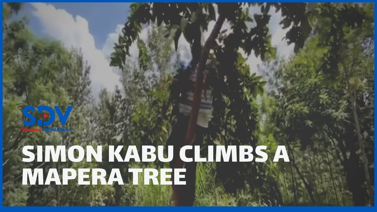 Bonfire Adventure's Simon Kabu shows Kenyans how to harvest mapera ...