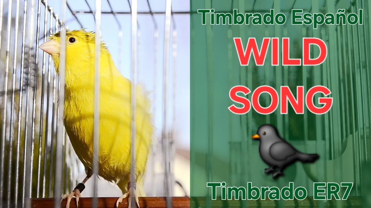 Timbrado Español 04/24 singing 100% 🔥 Pardillo / Linnet - Mule ...