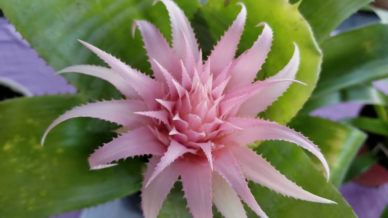 Aprenda a reproducir la bromelia. - YouTube