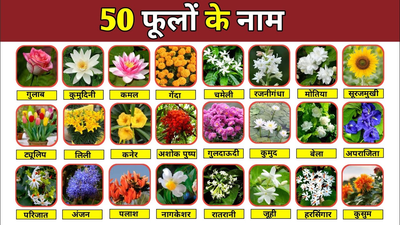 50 फूलों के नाम | बच्चों से बड़ों तक सबके लिए Complete Flowers List ...