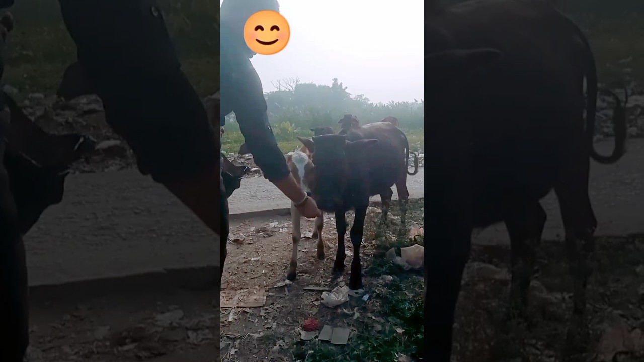 #goumata #cow #animal trendin🇮🇳 jay gou Mata inka marna band kro😞 - YouTube