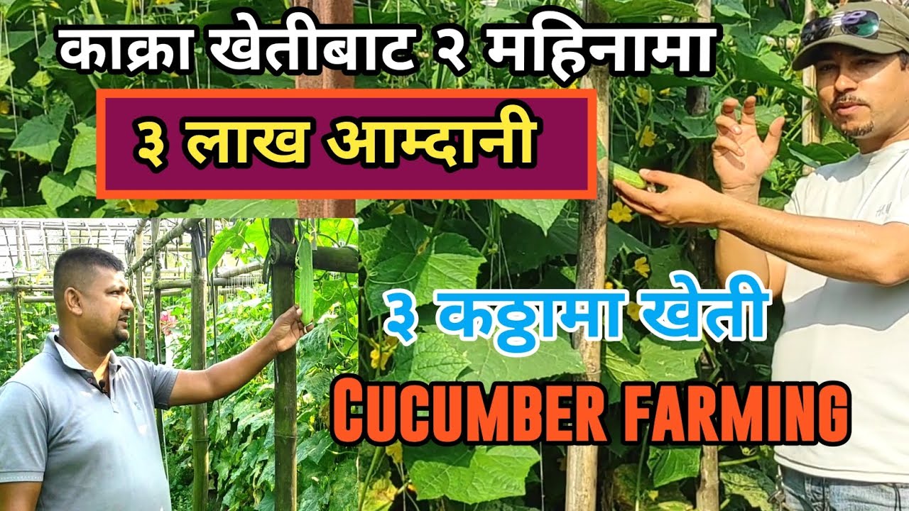 व्यवसायीक काक्रा खेती । cucumber farming in nepal । व्यवसायीक तरकारी ...