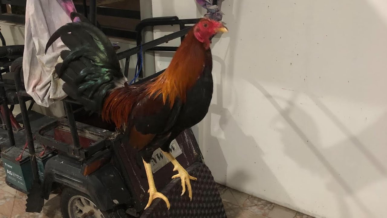 McLean x pumpkin stag inahin Wilburn blues #abuhin - YouTube