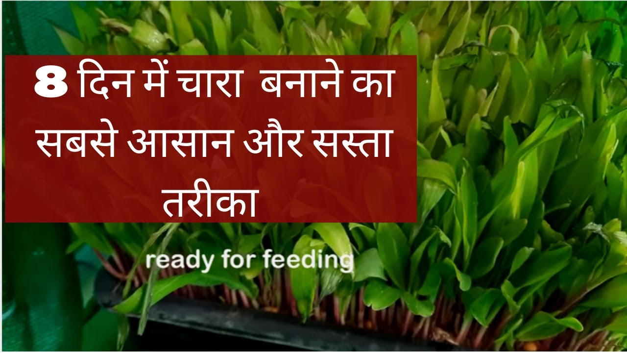 Maize fodder making machine || 6kg fodder from 1kg maize in 8 days ...