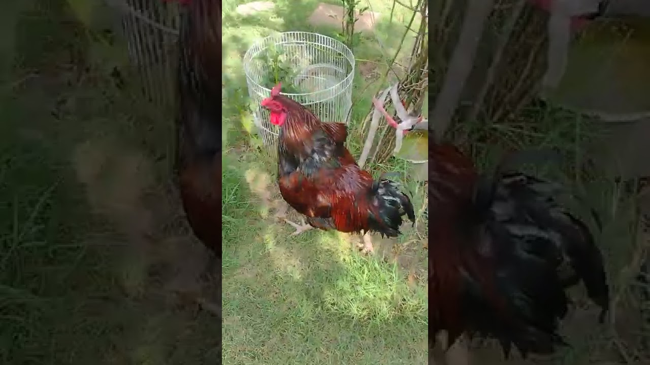 Gallo's con chongo. paresen gipies - YouTube