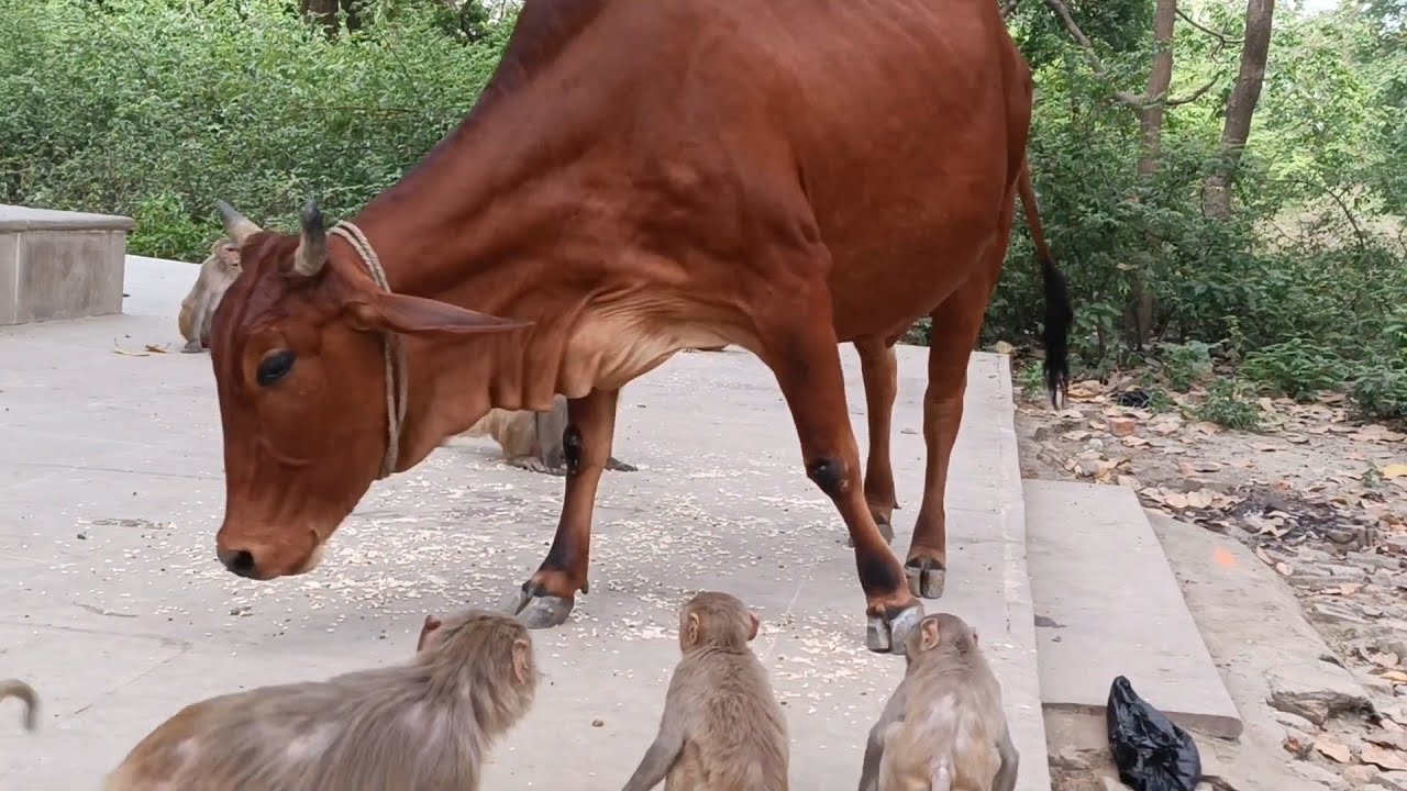 cow is eating water melons. - YouTube