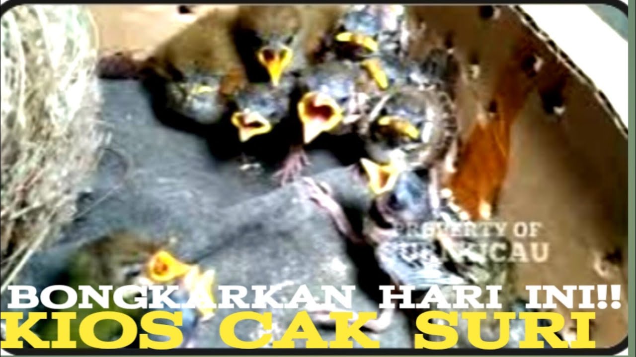 bongkaran hari ini!! di kios cak suri.. - YouTube