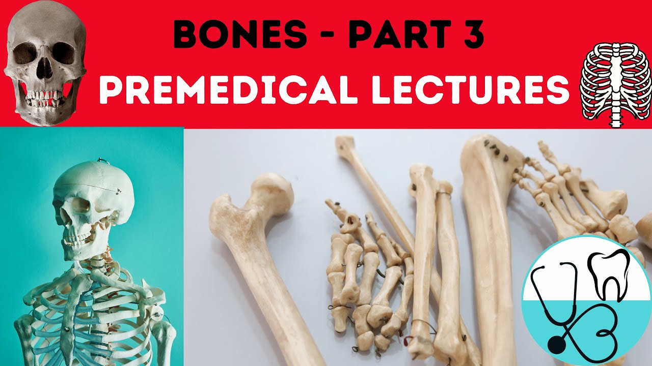 BONES PART 3 || OSSIFICATION PROCESS , LAW OF OSSIFICATION ,BONE ...