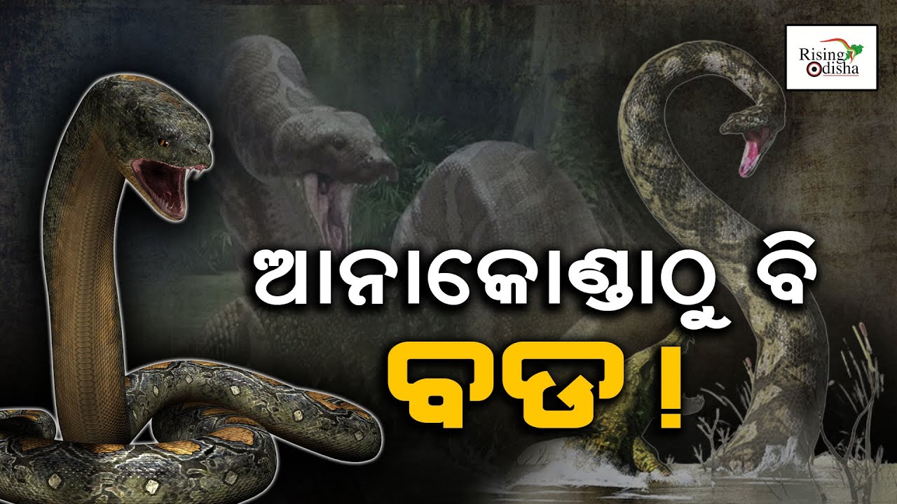 World's Biggest Snake 'Titanoboa' | King Cobra VS Anaconda VS Titanoboa ...