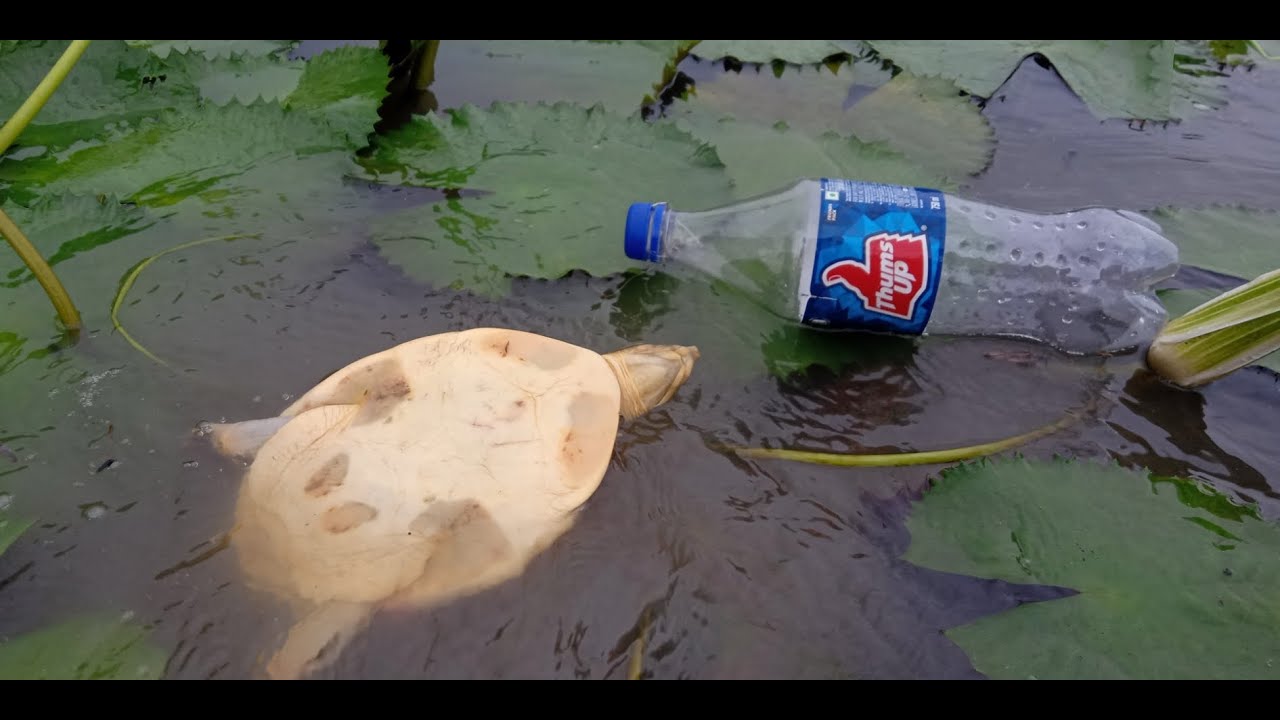 Find Best Hook Tortoise Trap // Plastic Bottle Tortoise Trap // Plastic ...