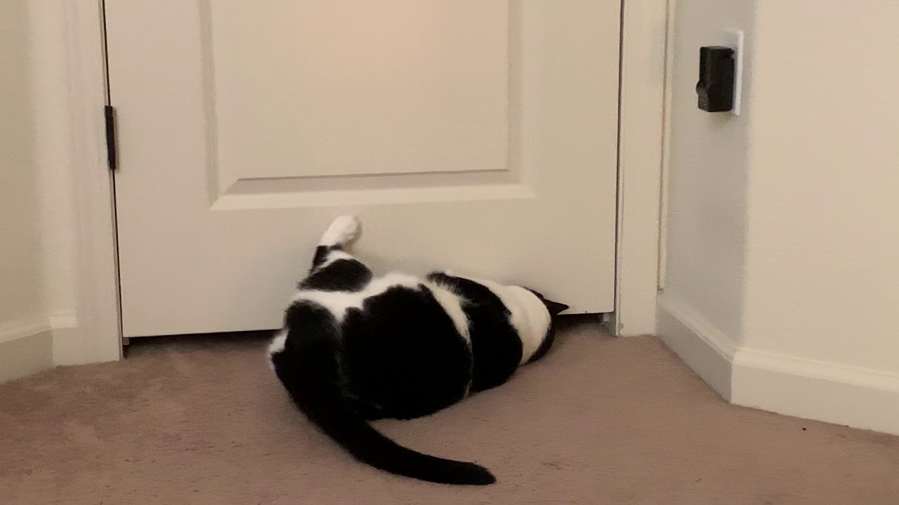 When a cat accidentally closed the door. - YouTube