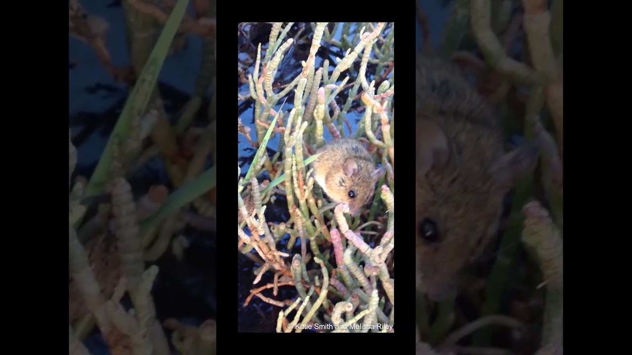 Salt marsh harvest mouse eats pickleweed! - YouTube
