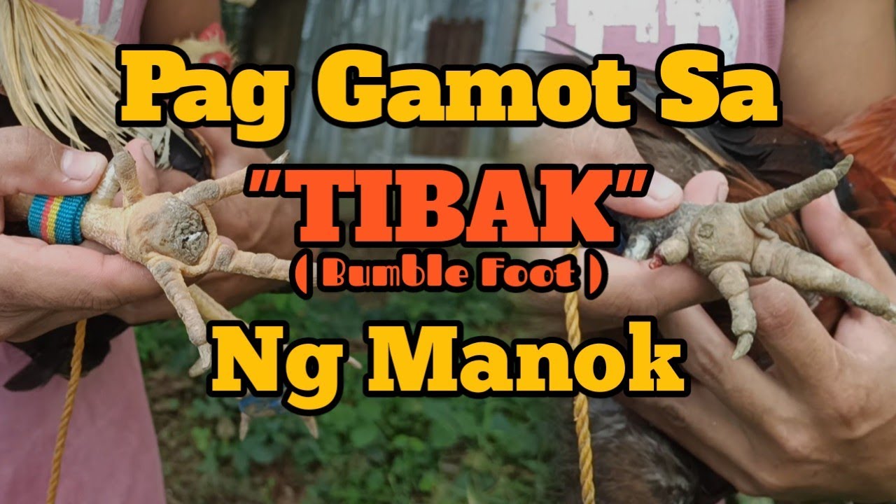 Tamang pag Gamot sa tibak ng Manok! - YouTube