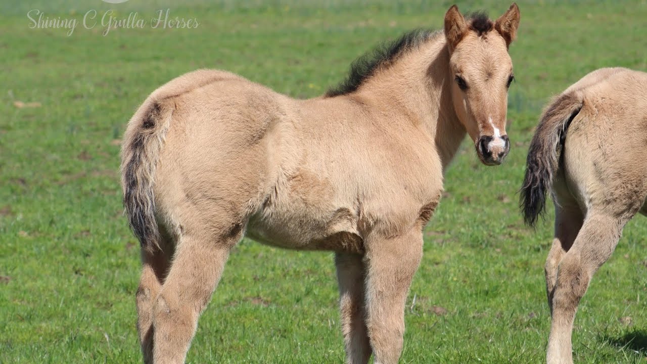 4/18/24 All Dun In Silver x Shining C Dun Splash colt at Shining C ...