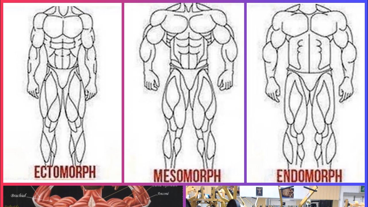 Les 3 types morphologique - YouTube