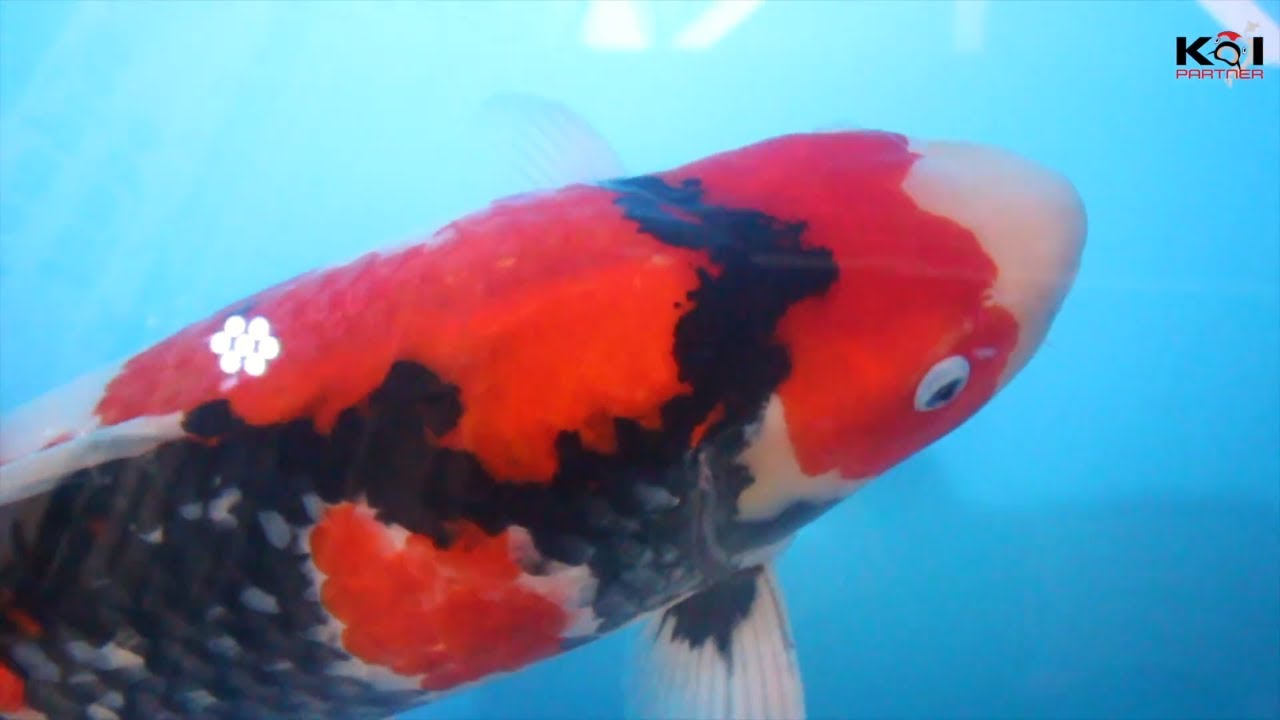 Koi Expo 2018 Berlin - German Koi Show - YouTube