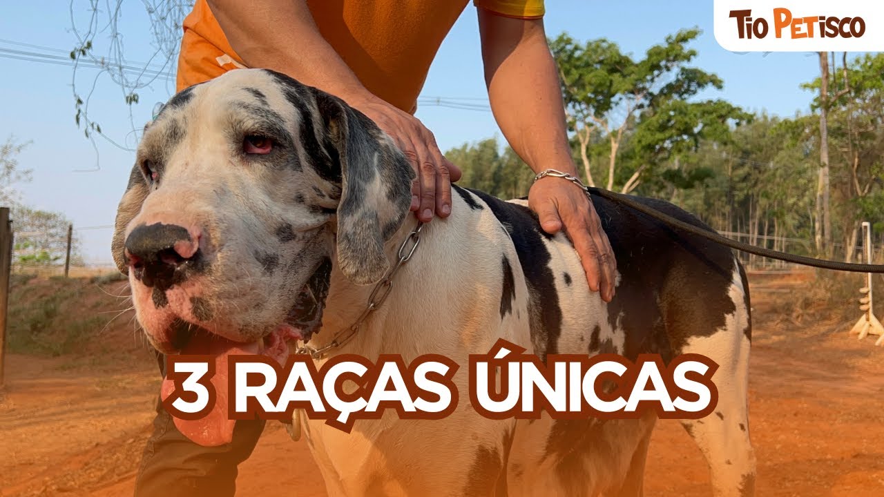 COMO É UM CANIL COM 3 RAÇAS DIFERENTE ? CANIL MATA NATIVA - YouTube