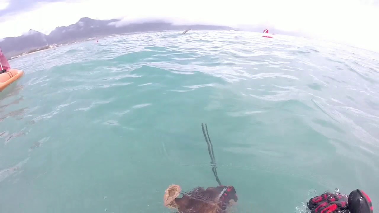 Maui tako diving (short video) - YouTube
