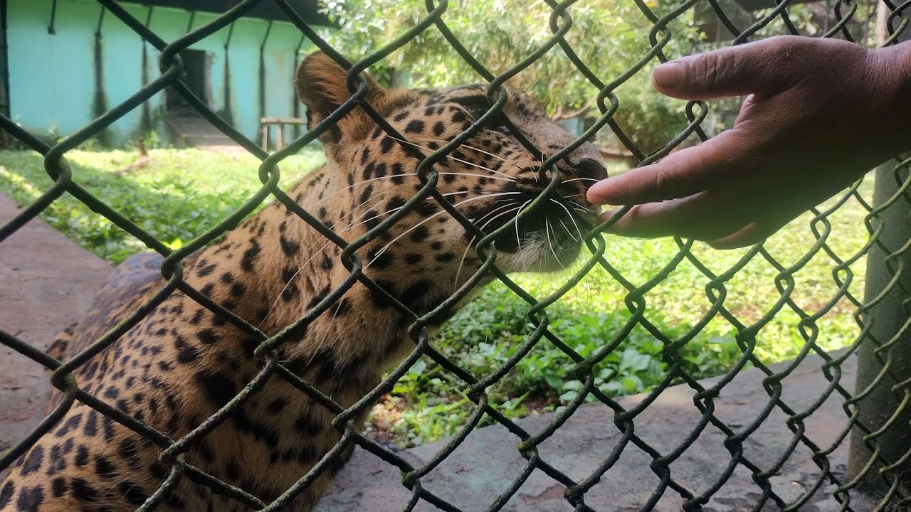 BestPlacesInGoa.com Leopard at Bondla Wildlife sanctuary Usgaon Ganjem ...