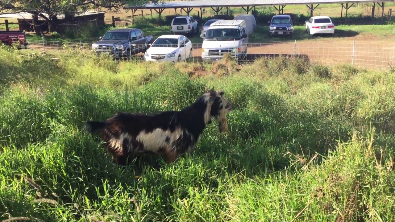 Goat at the Surfing Goat Dairy in Kula, Maui - YouTube