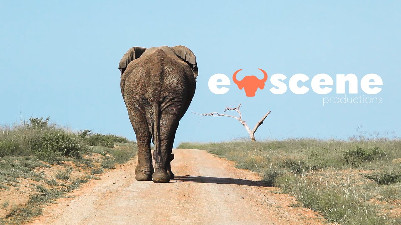 Welcome to the Eoscene - YouTube