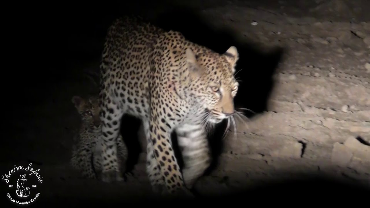 The bark of a baboon signals leopard in the area - YouTube