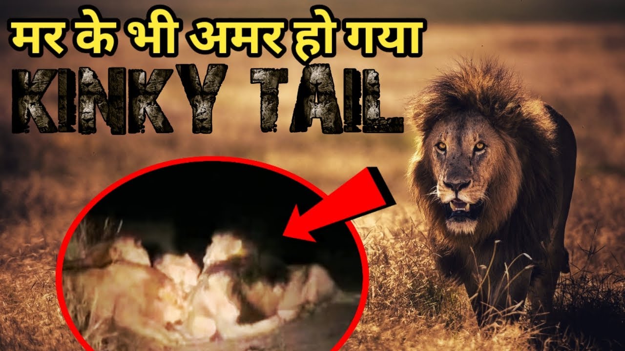 अकेले ही लड़ता रहा चार चार शेर से लेकिन हर नही माना Kinky Tail Mapogo ...