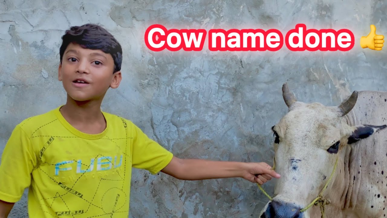 Hum ne apni cow ka name rakh diya | molvi shb ni a rahe #cow - YouTube