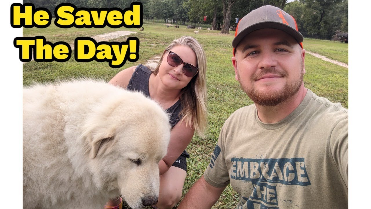 Livestock Guardian Dog Saves The Day! - YouTube