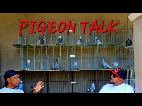 Pigeon Talk with Sam Smitty: What makes a pigeon roll? - YouTube