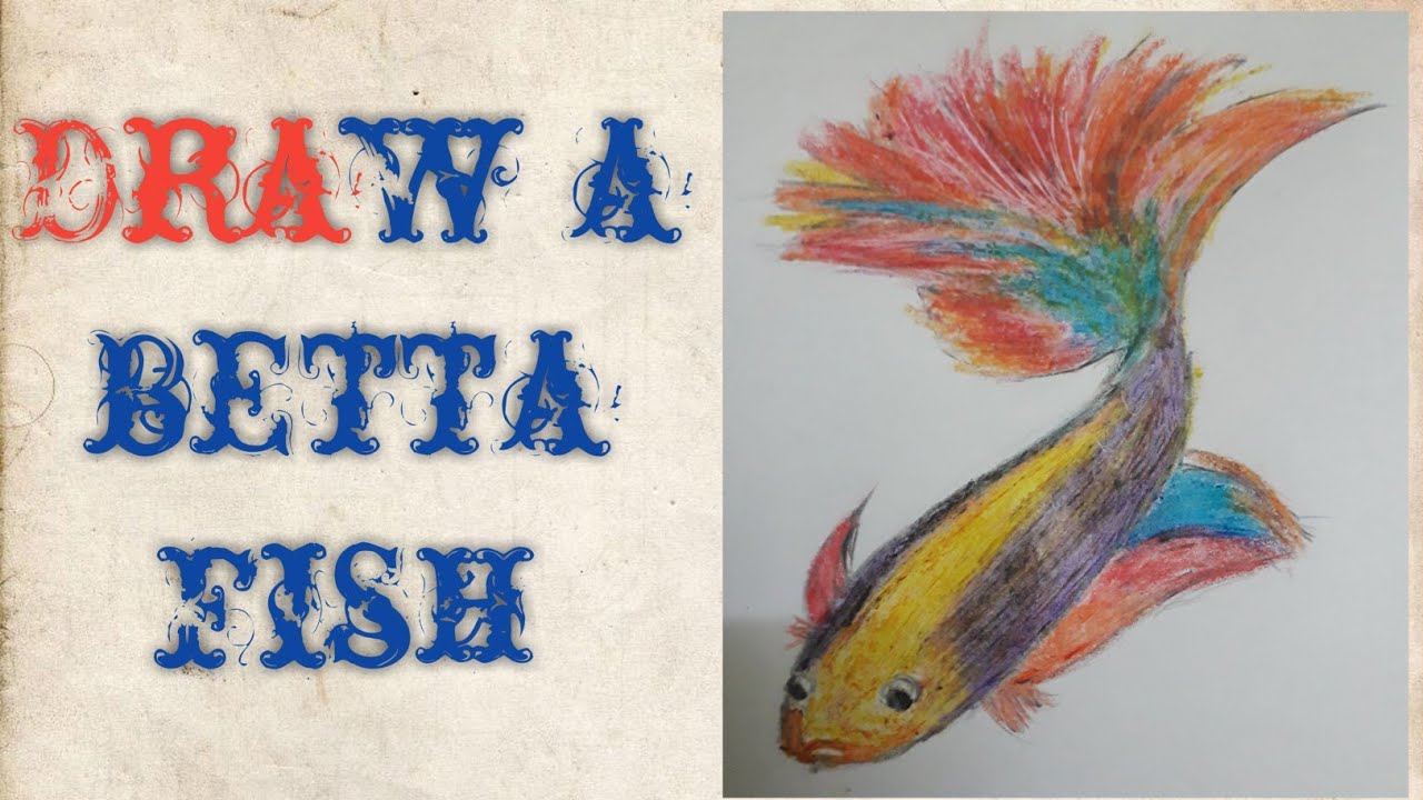 EASY DRAWING! ll How to draw a betta fish - YouTube