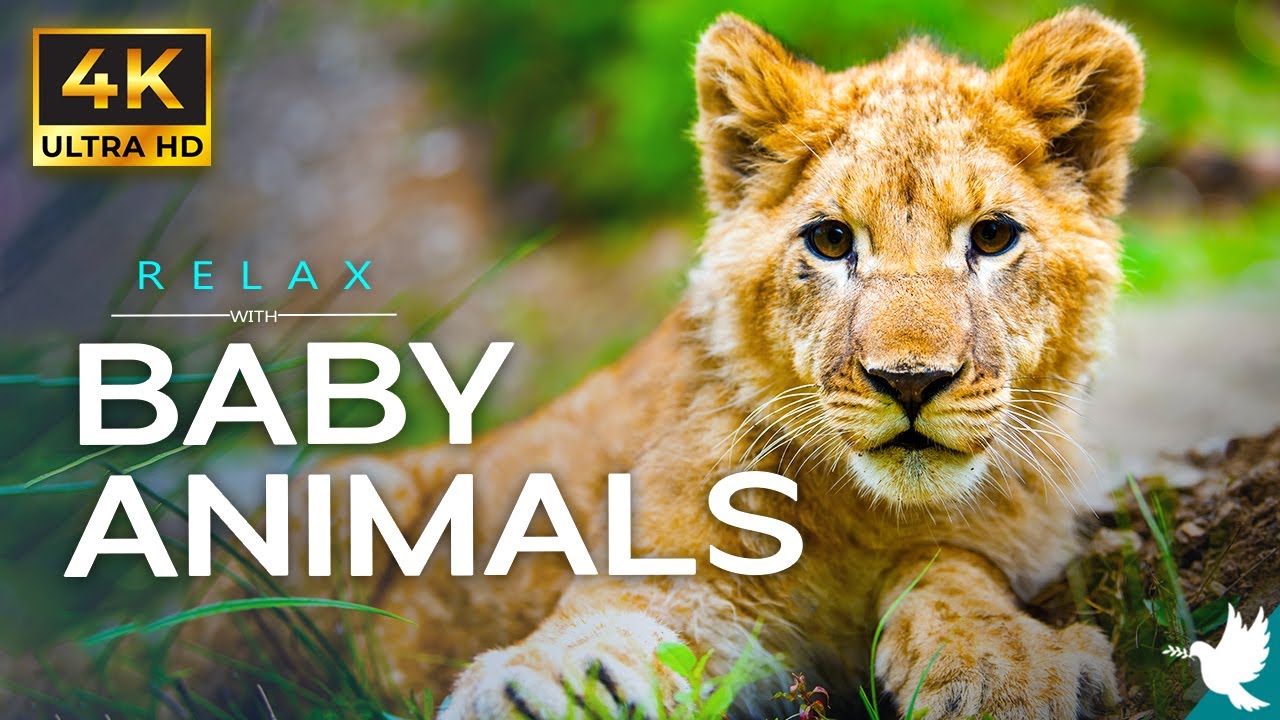11 Hours of Baby Animals Live Stream | Relax, Sleep with ambient piano ...