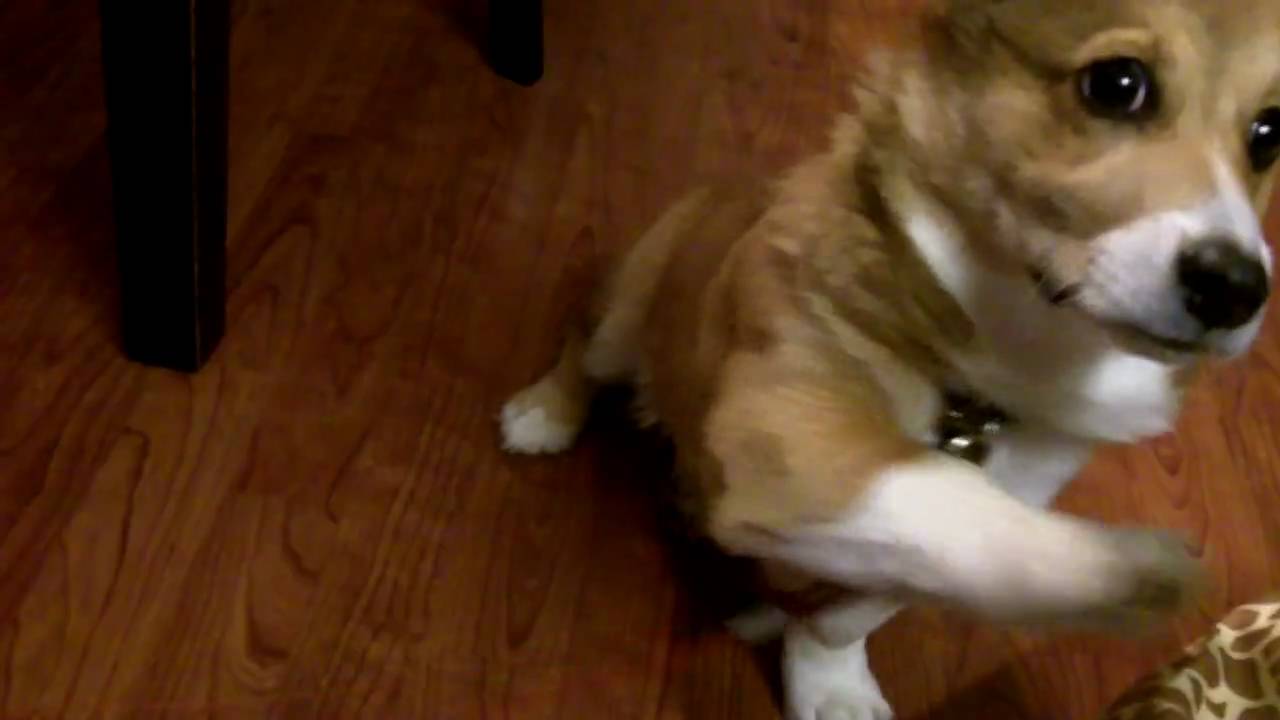 Corgi Waving - YouTube