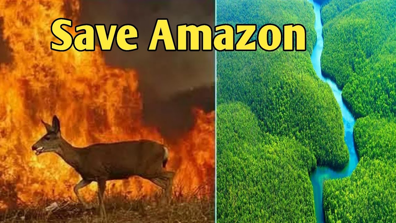 Amazon forest fire Hindi | Amazon rain forest fire | how amazon caught ...