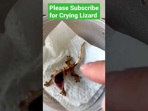 Crying Lizard 🦎#shorts #viral #lizard #trending #subscribe #please # ...