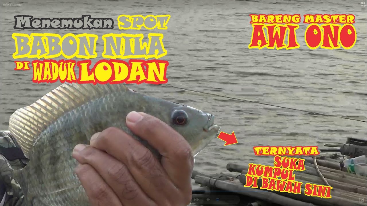 Spot mancing nila babon babon di rembang ada di WADUK LODAN - Mancing ...