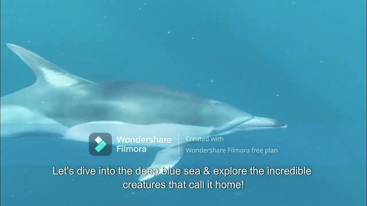 Exploring the Wonders of Marine Life: A Journey Beneath the Waves - YouTube