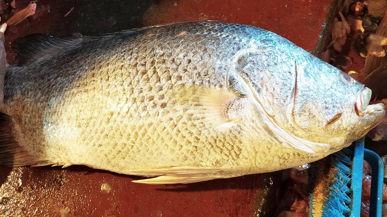 Koral Fish Cutting Live In Fish Market 2020 || Fastest Big Coral Fish ...