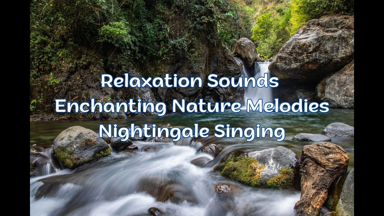 Relaxation Sounds | Enchanting Nature Melodies | Nightingale Singing ...