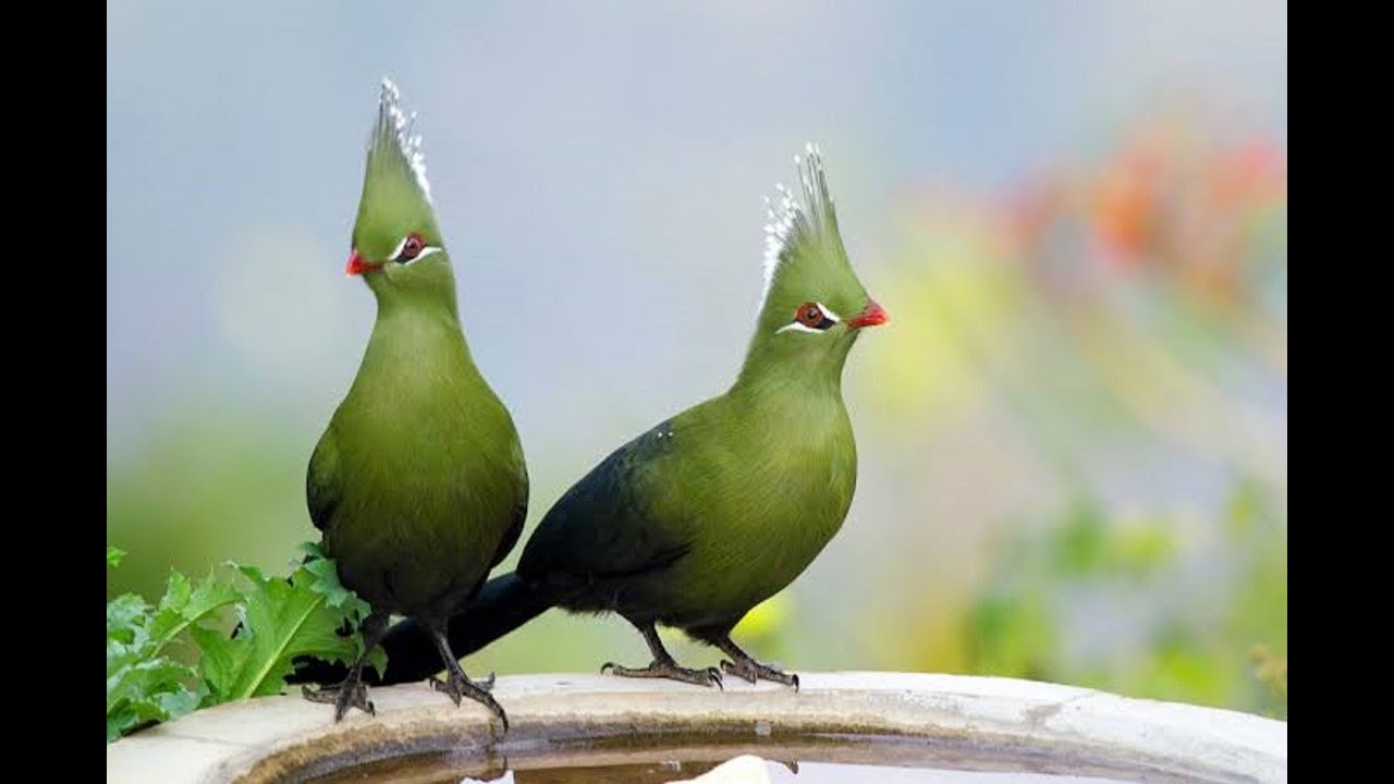 Artistic Livingstone's Turaco , Its Sound In Mysore Zoo - YouTube