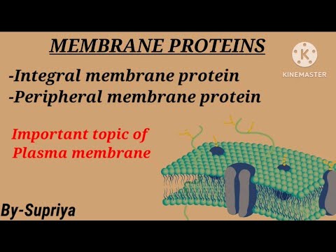 Membrane protein | Integral and Peripheral protein | Plasma membrane ...