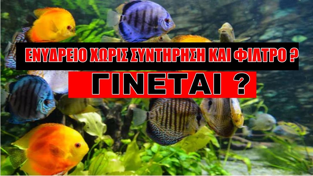 ΤΟ ΕΝΥΔΡΕΙΟ ΤΟΥ ΤΕΜΠΕΛΗ ΧΩΡΙΣ ΣΥΝΤΗΡΗΣΗ ΚΑΙ ΦΙΛΤΡΑ - YouTube